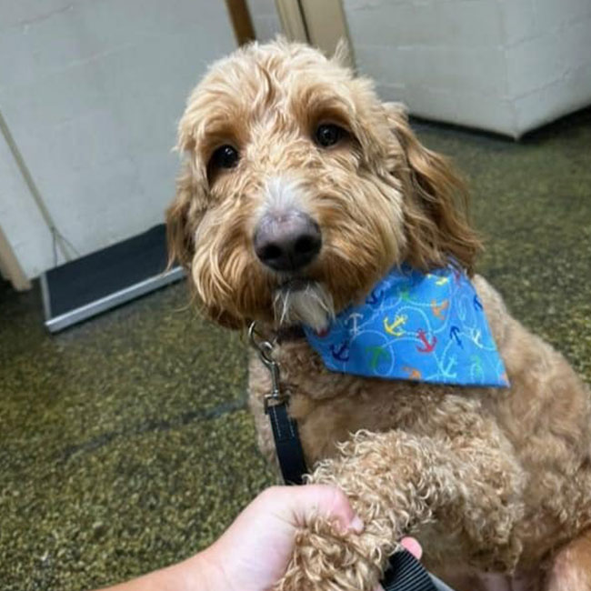 Diagnostics - Carolina-Virginia Animal Hospital