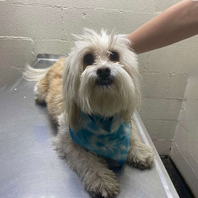 Careers - Carolina-Virginia Animal Hospital