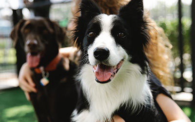 Home - Carolina-Virginia Animal Hospital