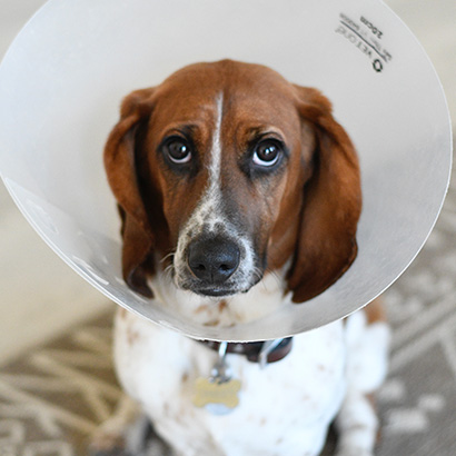 Surgery - Carolina-Virginia Animal Hospital