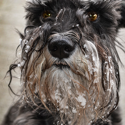 Surgery - Carolina-Virginia Animal Hospital