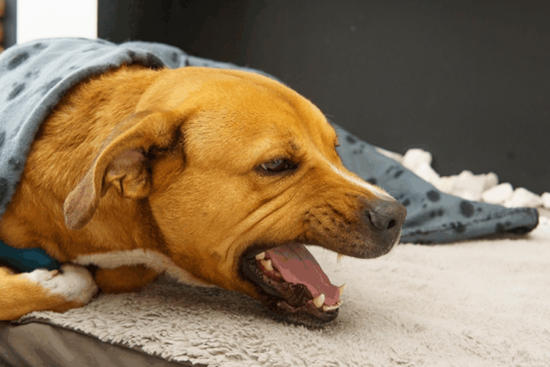 Kennel Cough in Dogs: Prevention and Treatment - Carolina-Virginia ...